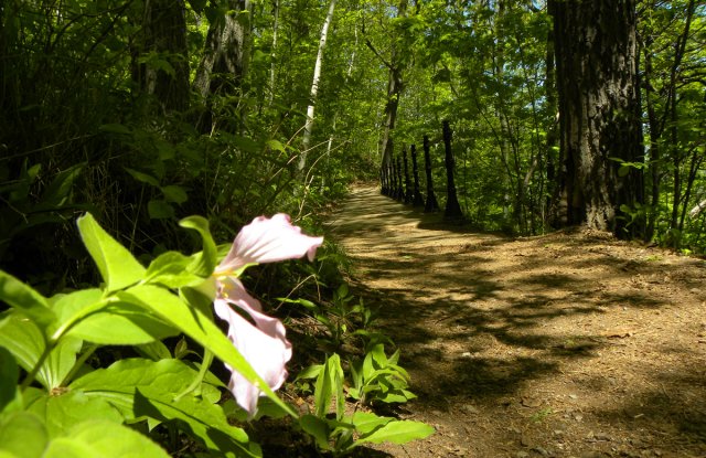 The Best Views on Montreal's Mont-Royal