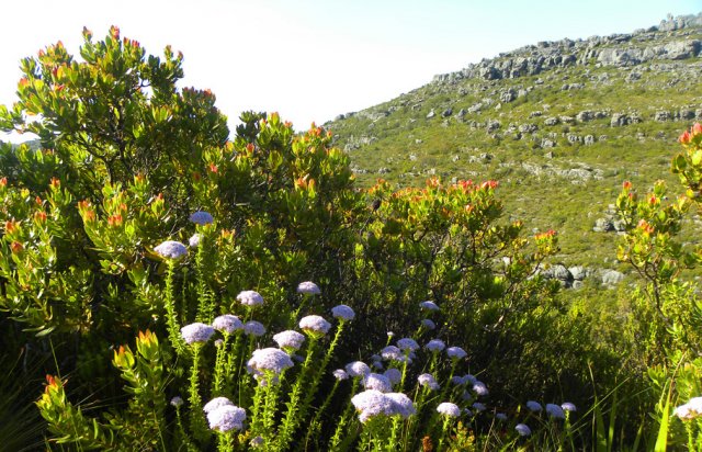 Hiking up the Twelve Apostles to Table Mountain, Cape Town