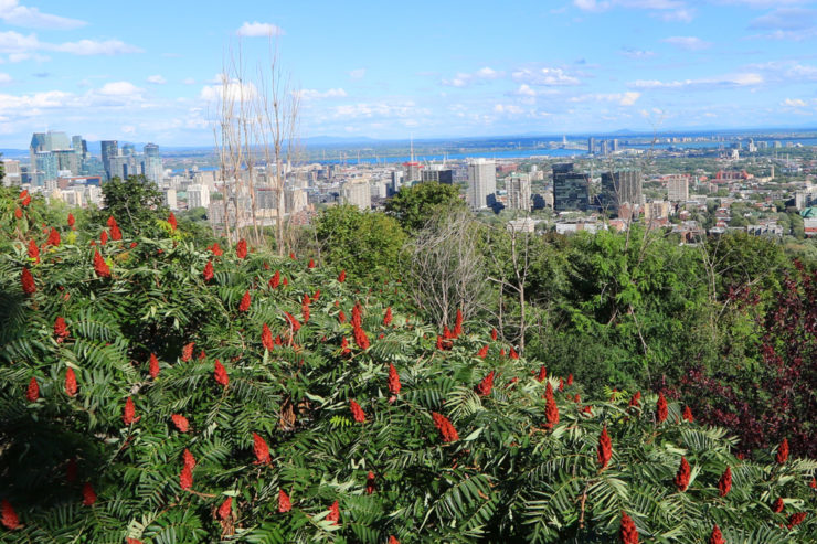 The Best Views in Montreal - The Travels of BBQboy and Spanky