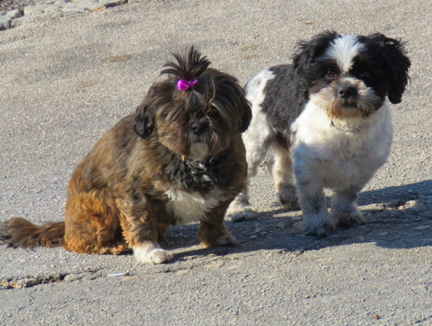 Dogs we’ve met on our travels…and the most dog-loving countries!